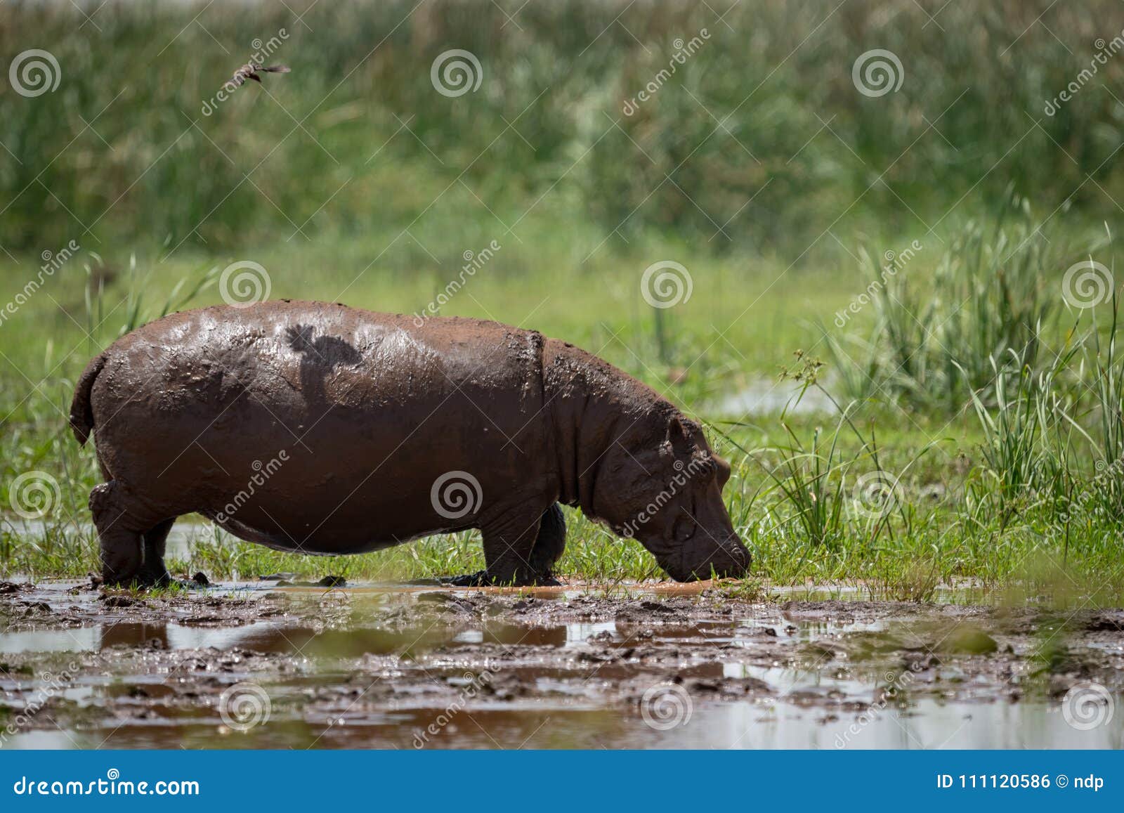 Bird Casts Shadow on Hippopotamus in Marsh Stock Photo - Image of ...