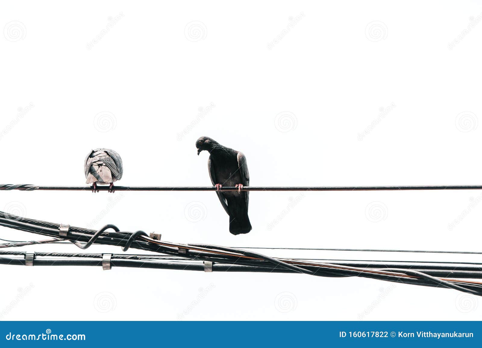 Bird Catch on Cable Wire in the City Isolated on White Background Stock ...