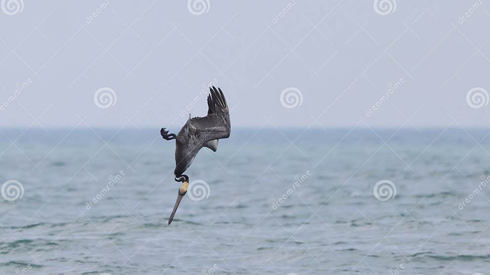 Bird Catches a Fish Mid-air Stock Photo - Image of flying, marine ...