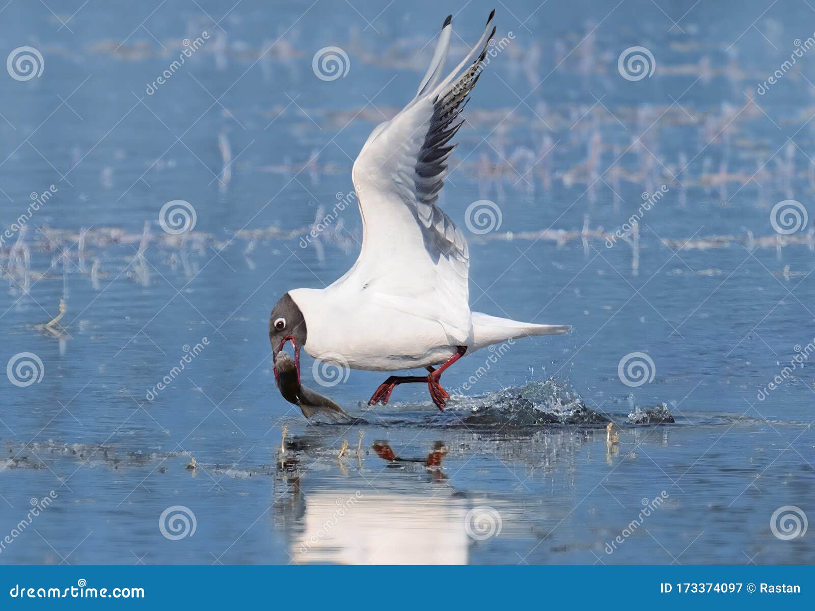 Bird catching fish stock image. Image of creature, animal - 173374097