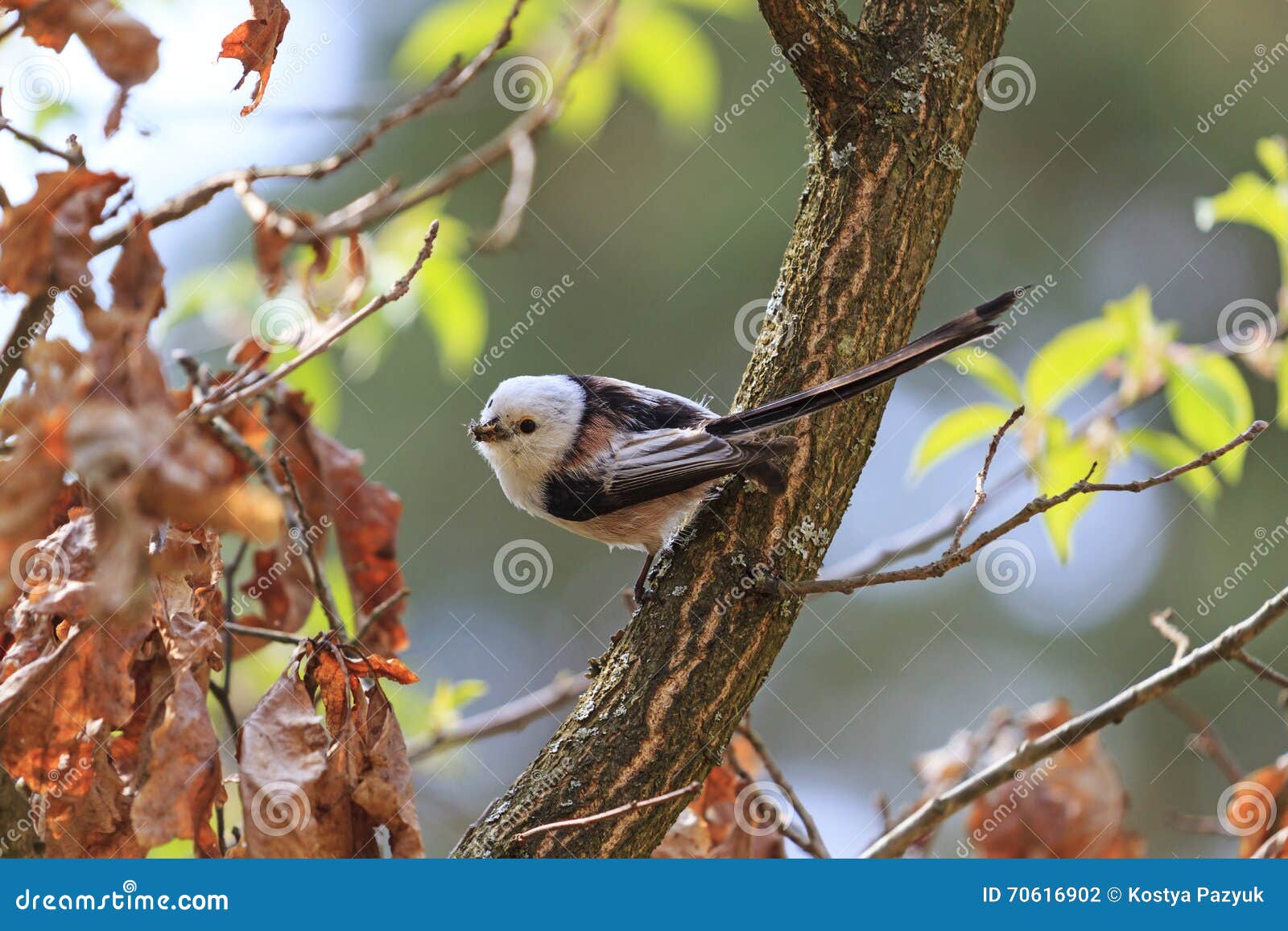 Bird catching insects stock photo. Image of colourful - 70616902