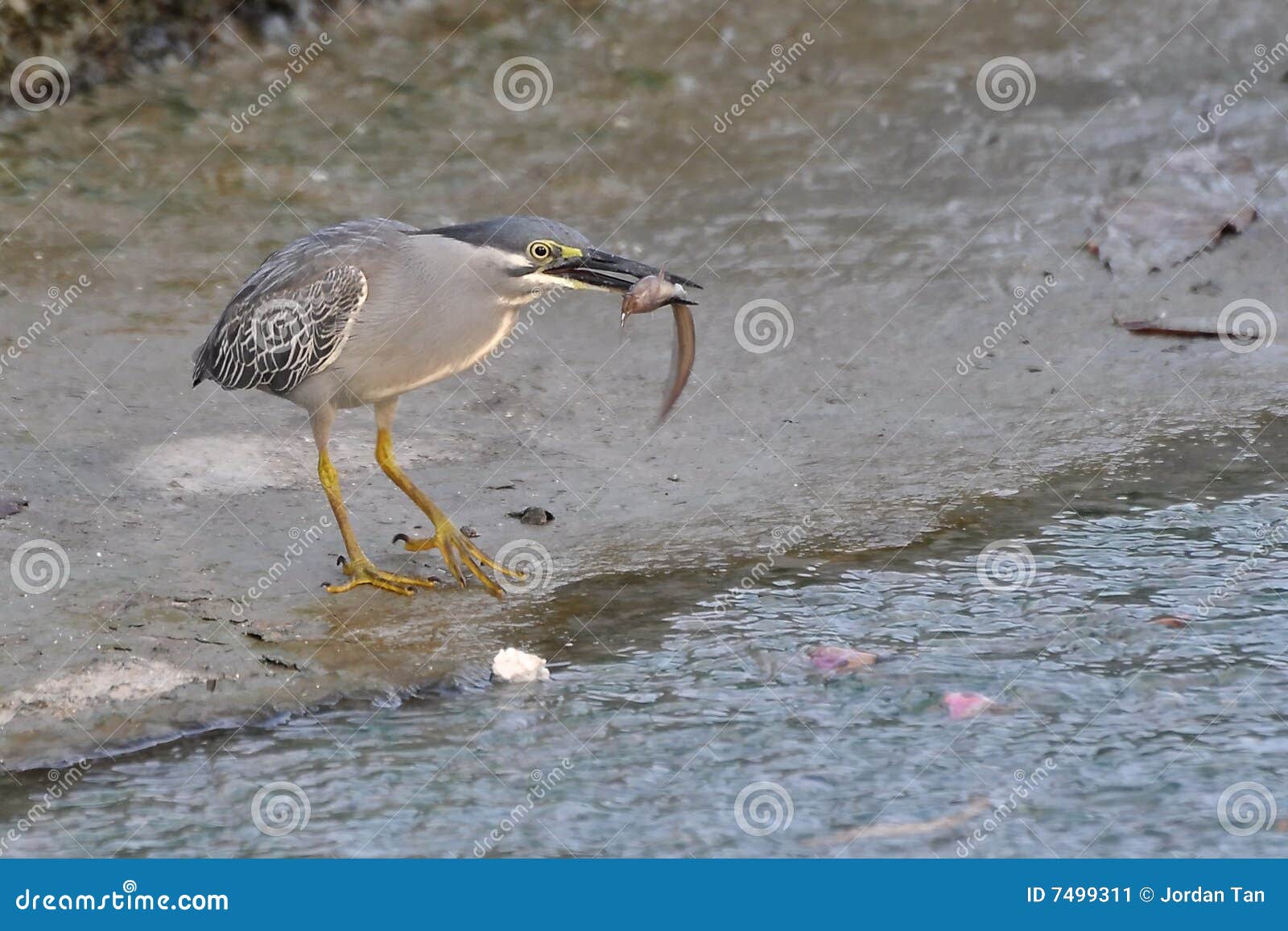 Bird catching its prey stock image. Image of caught, predator - 7499311