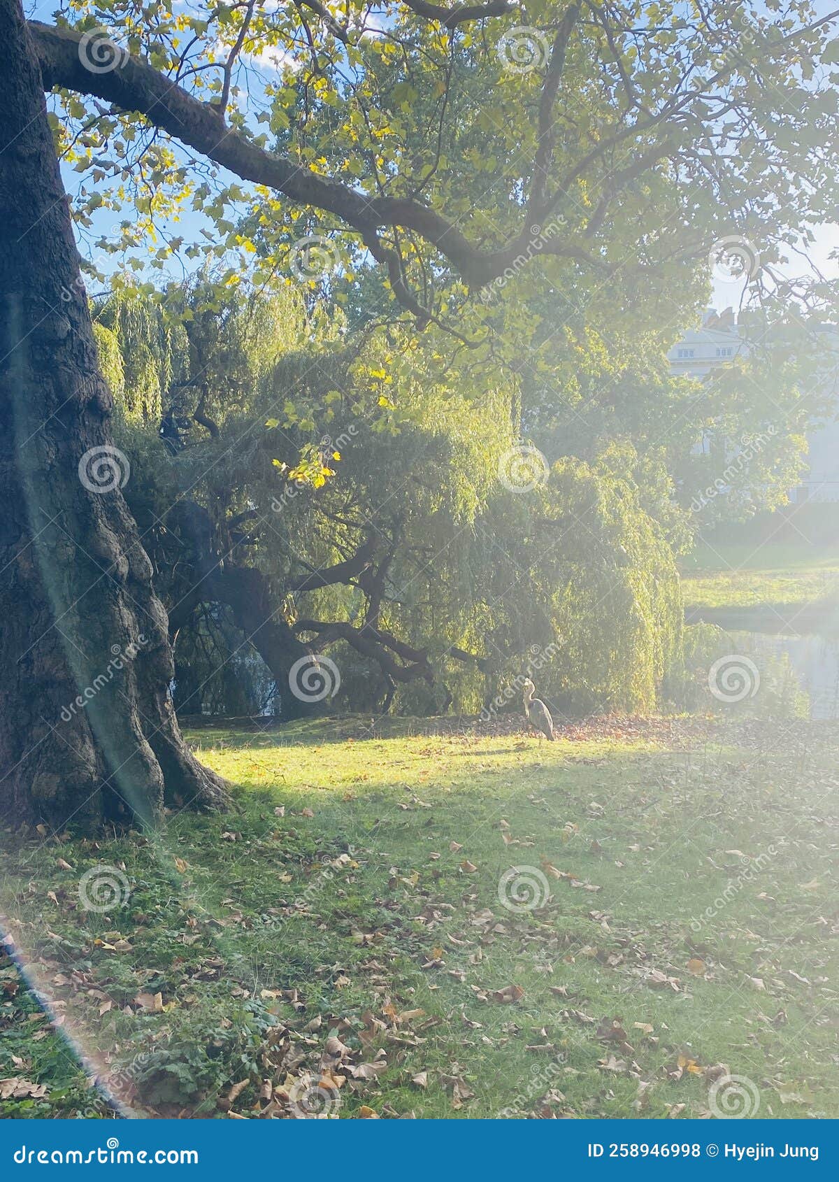 A Bird is Catching Some Rays Stock Photo - Image of bird, resting ...