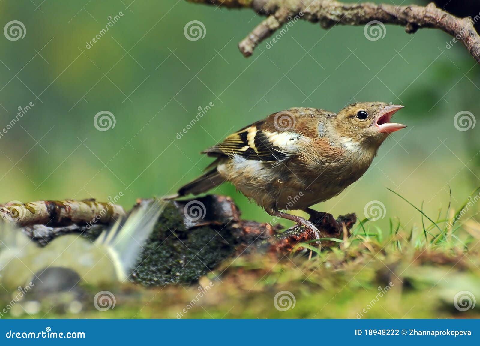 Bird chaffinch stock photo. Image of birds, fauna, habits - 18948222