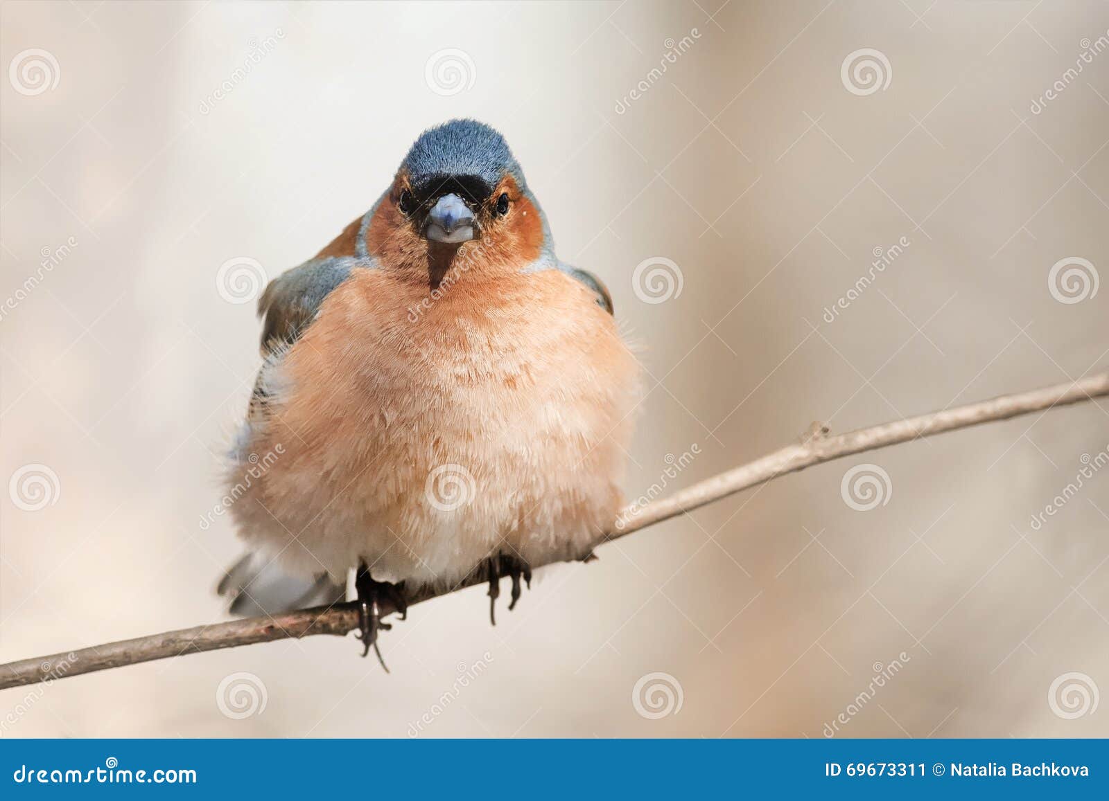 The Bird is Chaffinch Singing in the Forest in Spring Stock Image ...