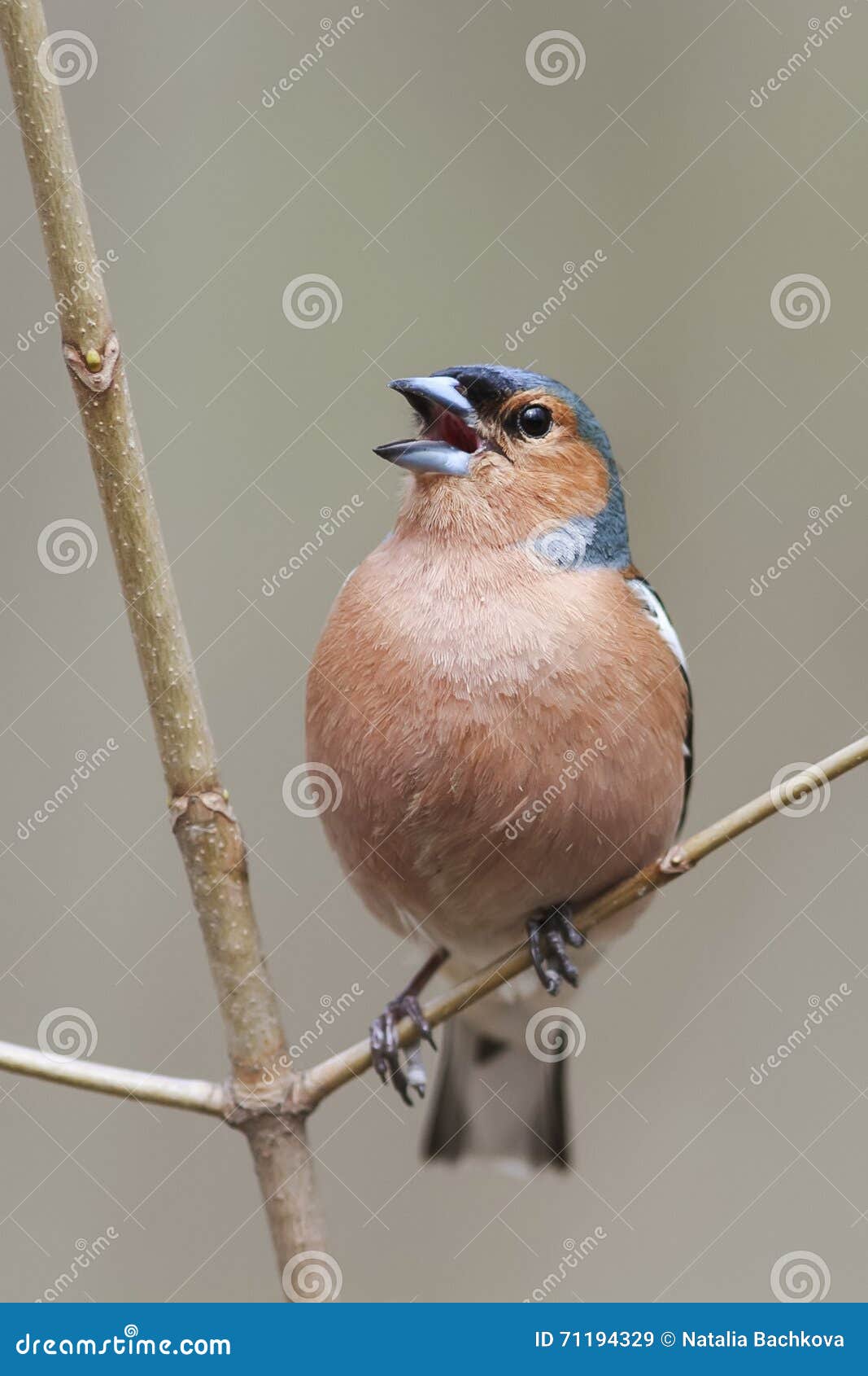 Bird Chaffinch Sings a Song in Forest Stock Image - Image of nature ...