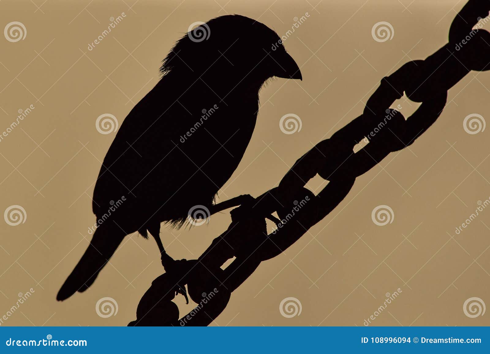 Bird on a Chain - Silhouette Stock Photo - Image of river, prominent ...
