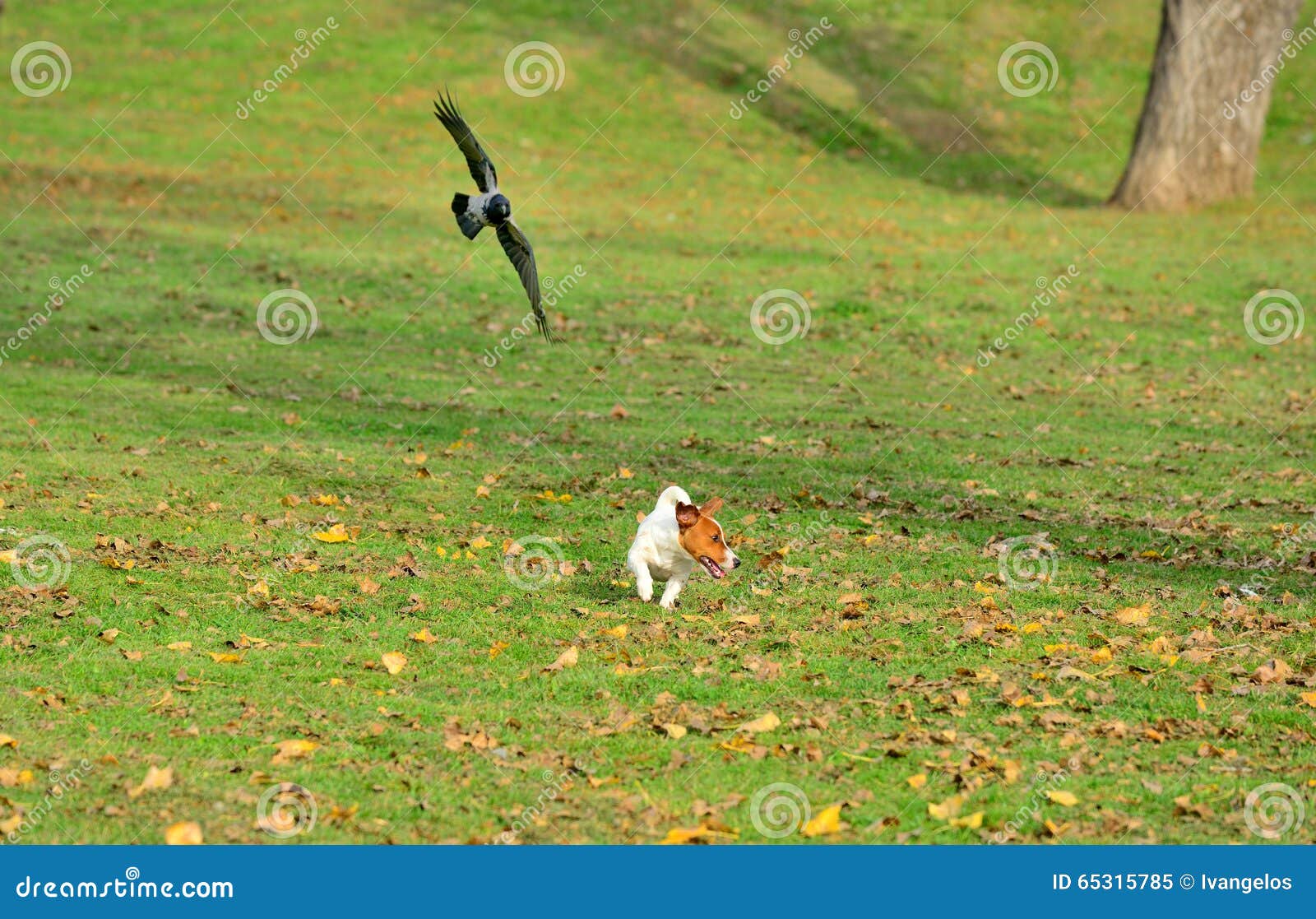 Royalty Free Images, Cartoons, Illustrations And Photos Designed By ...