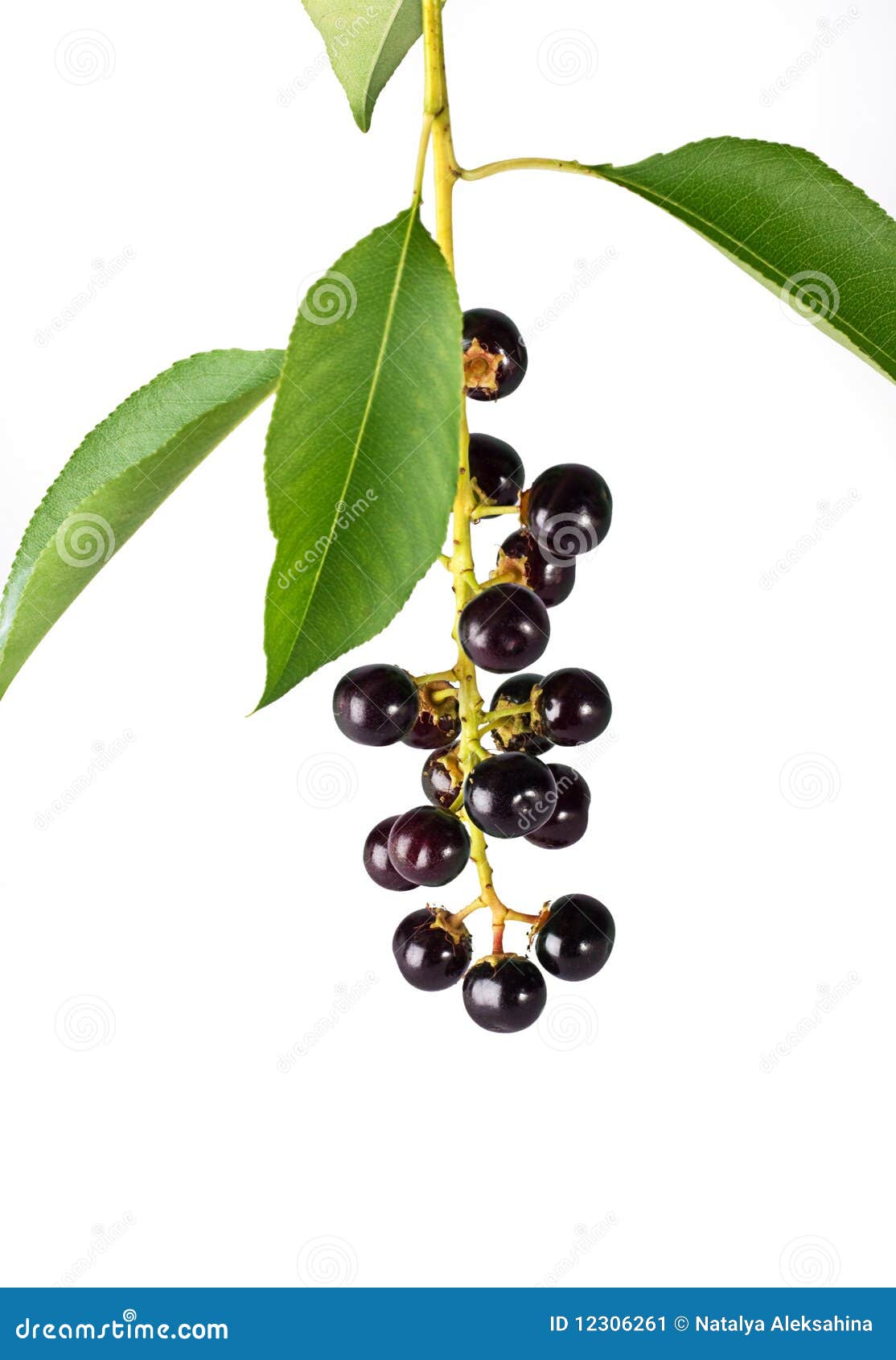 Bird cherry stock image. Image of berries, bunch, branch - 12306261