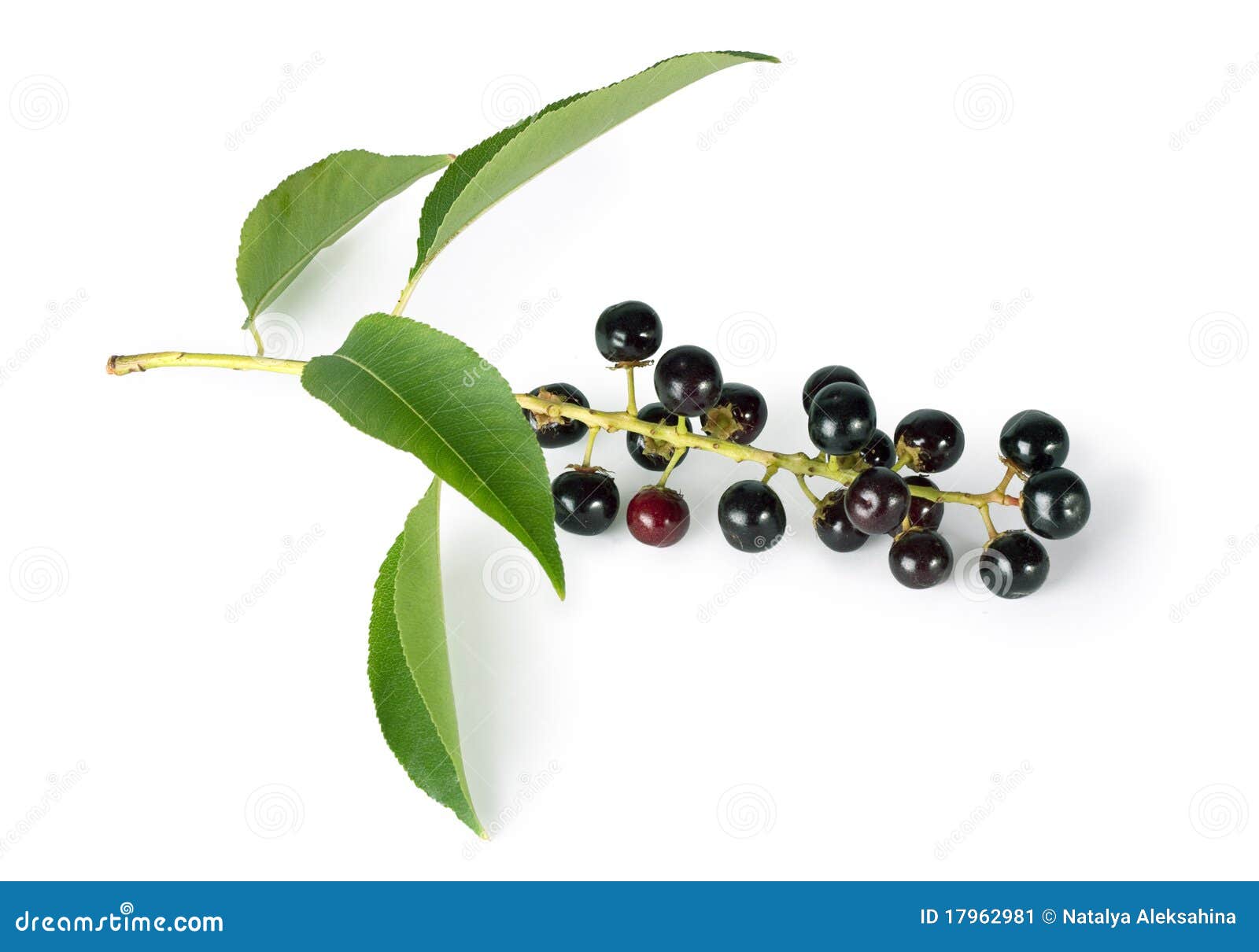 Bird Cherry Prunus Padus, Close-up Of Flowers And Leaves Stock Image ...