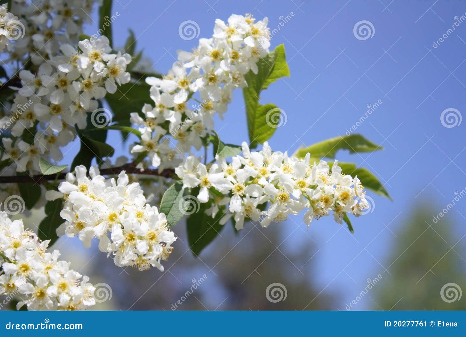 Bird cherry stock image. Image of blossoms, beautiful - 20277761