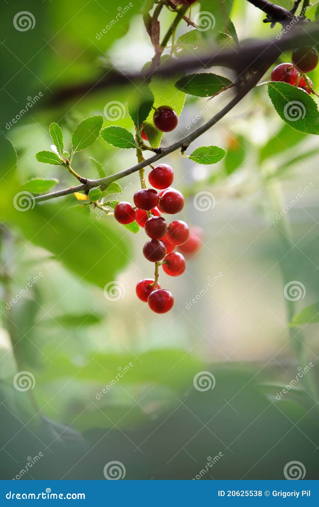 Bird cherry stock photo. Image of fruit, vegetables, tree - 20625538