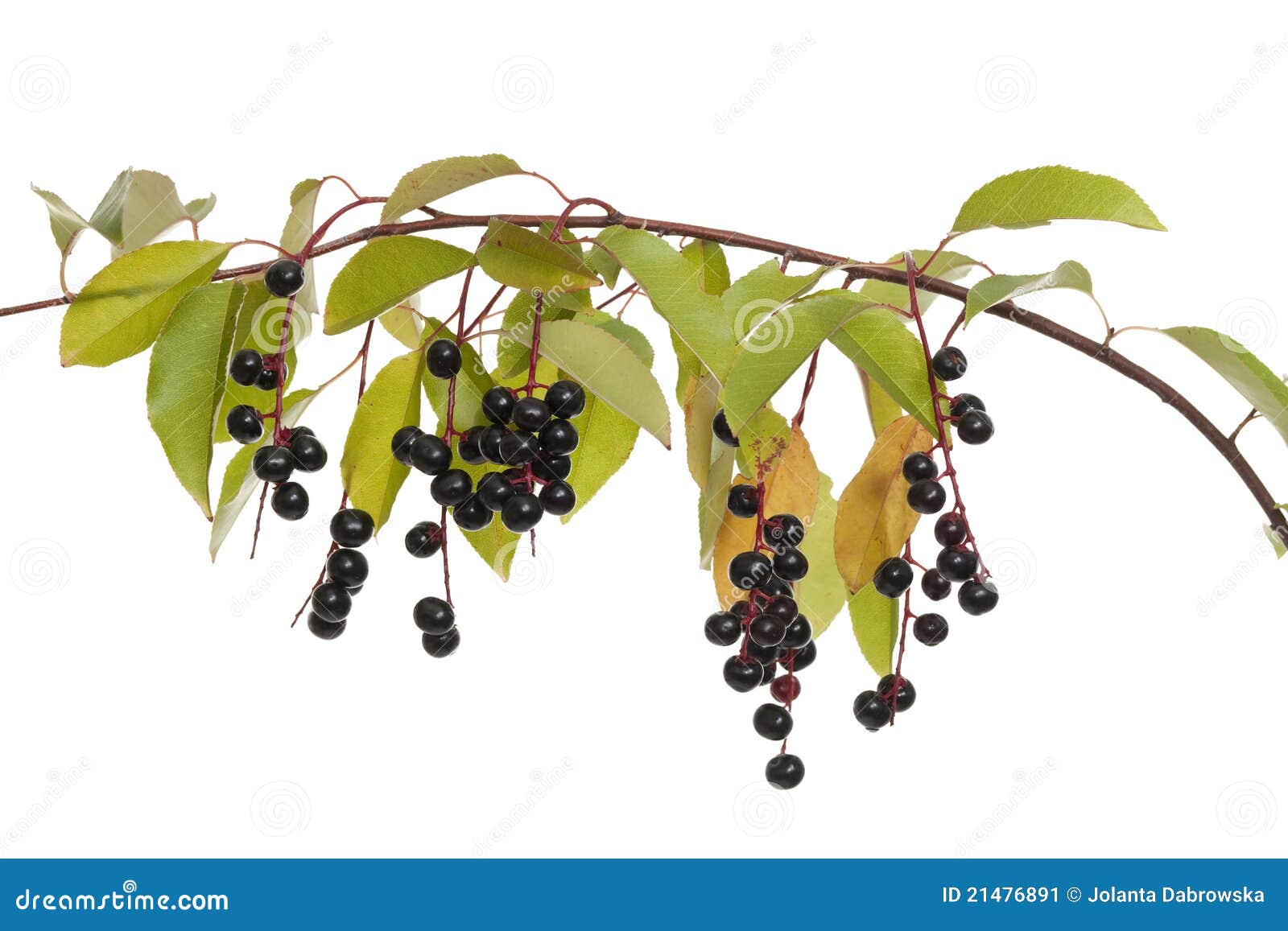 Bird cherry stock image. Image of mill, macro, herbal - 21476891