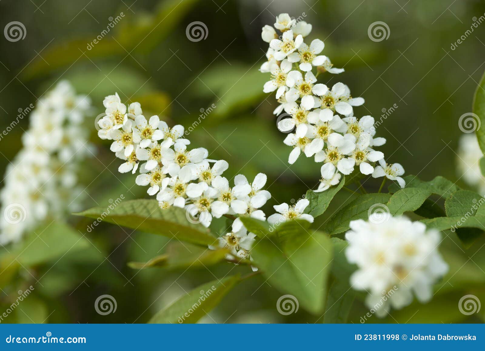 Bird cherry stock photo. Image of tree, leaf, flower - 23811998