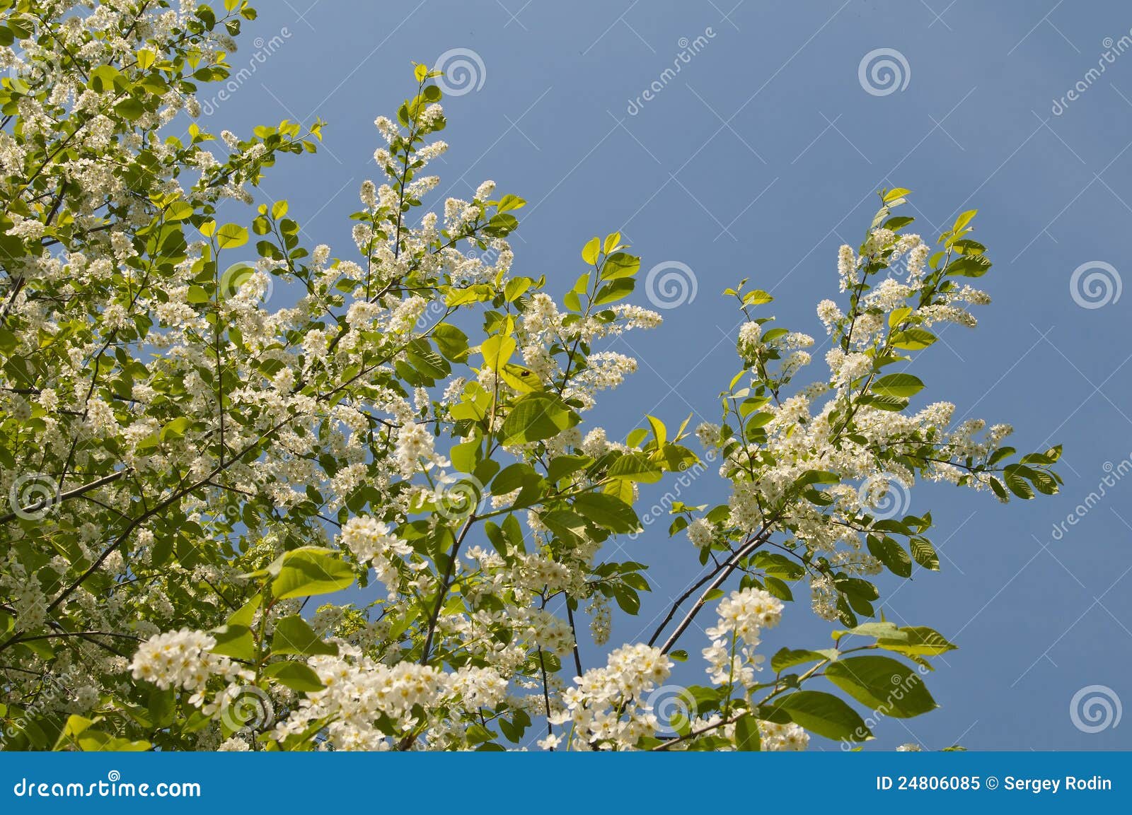 Bird cherry stock image. Image of bloom, cherry, branch - 24806085