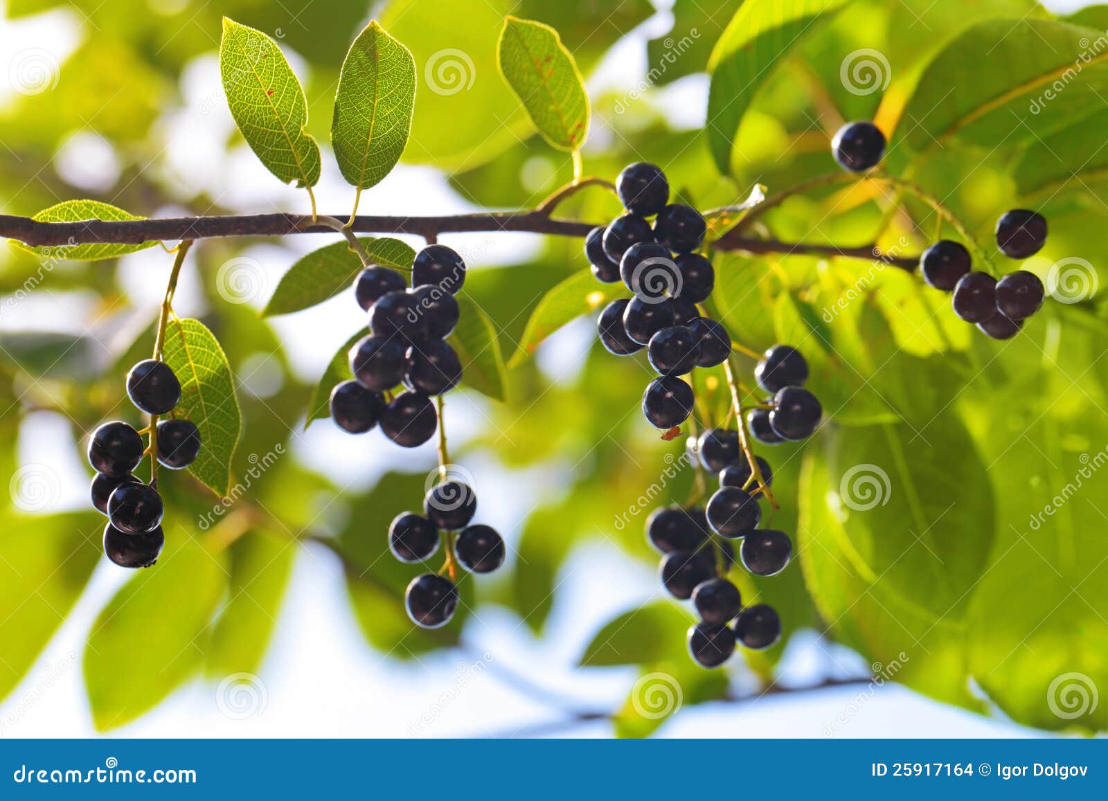 Bird cherry stock photo. Image of ripen, eudicots, leaves - 25917164