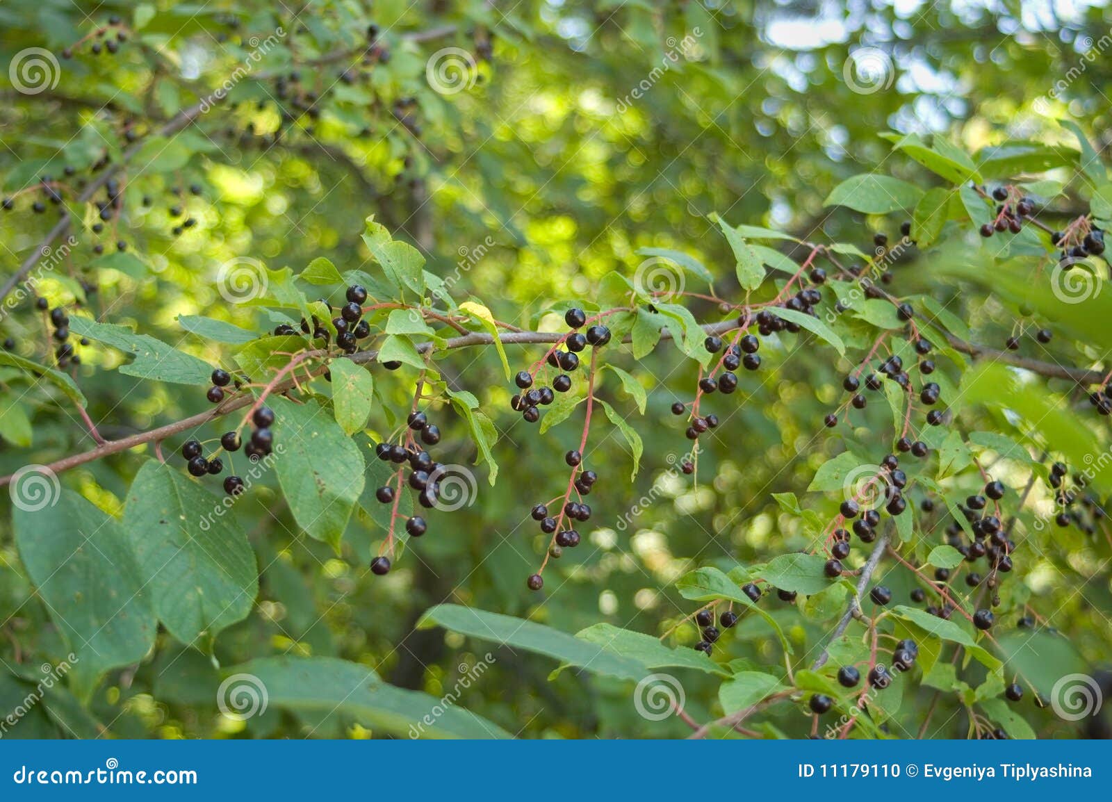 Bird cherry berries stock photo. Image of leaves, ripened - 11179110