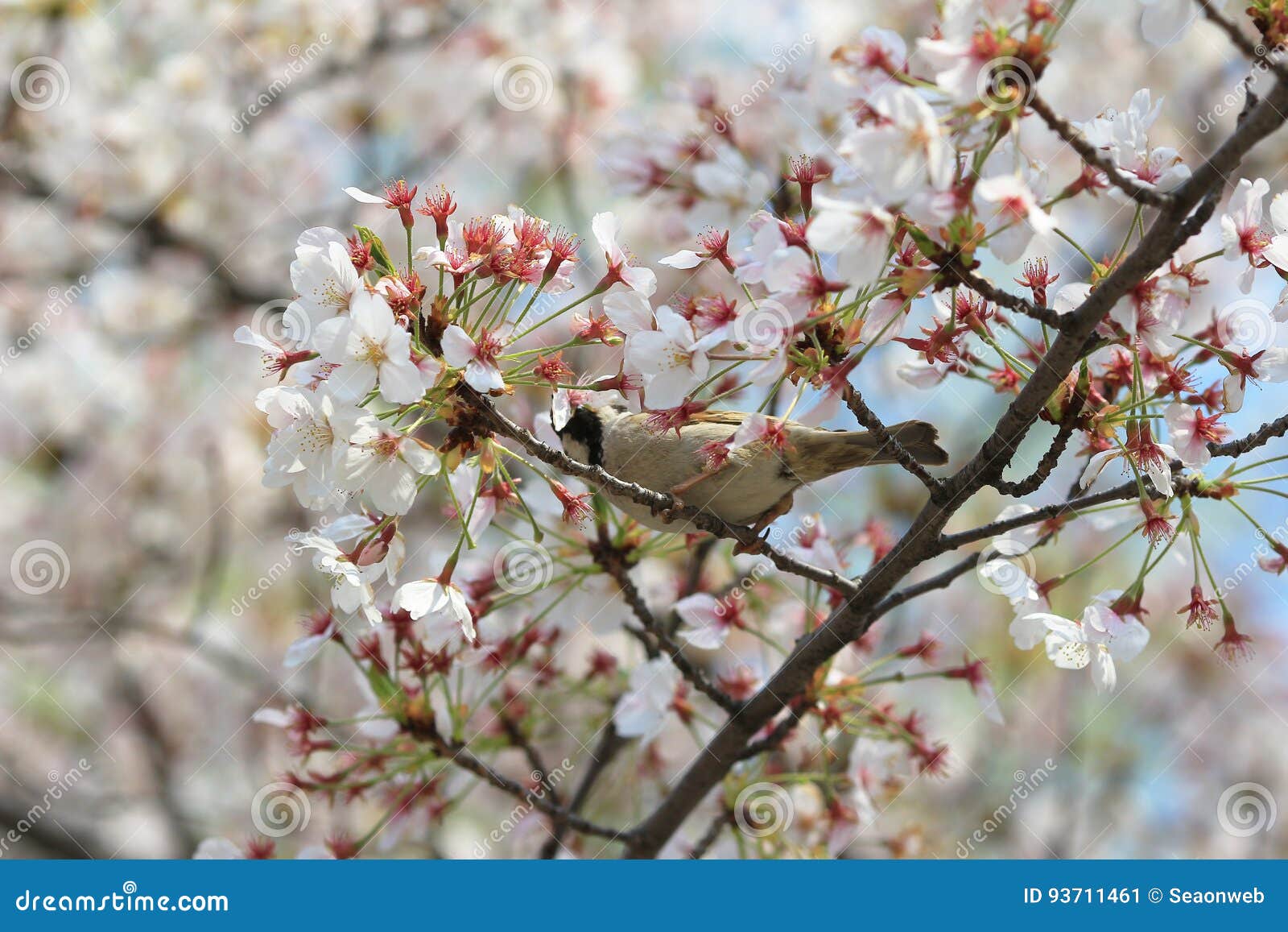 Bird with cherry blossom stock image. Image of nature - 93711461