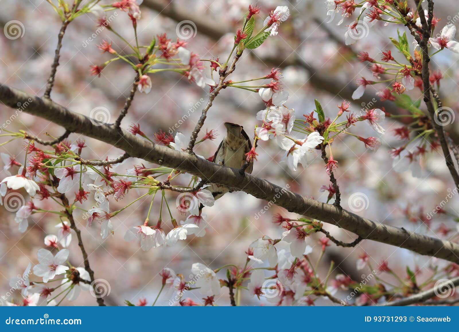 Bird with cherry blossom stock image. Image of delicate - 93731293