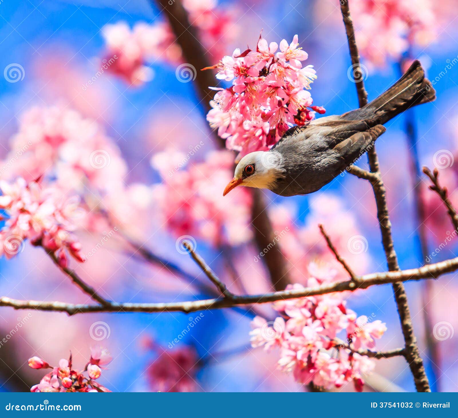Bird and Cherry Blossom or Sakura Stock Photo - Image of freshness ...