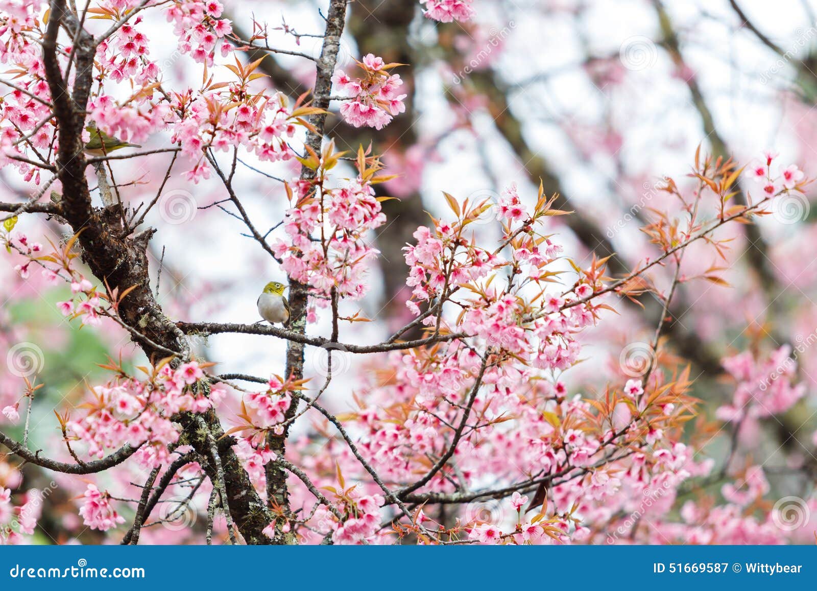 Bird on Cherry Blossom and Sakura Stock Image - Image of flower ...