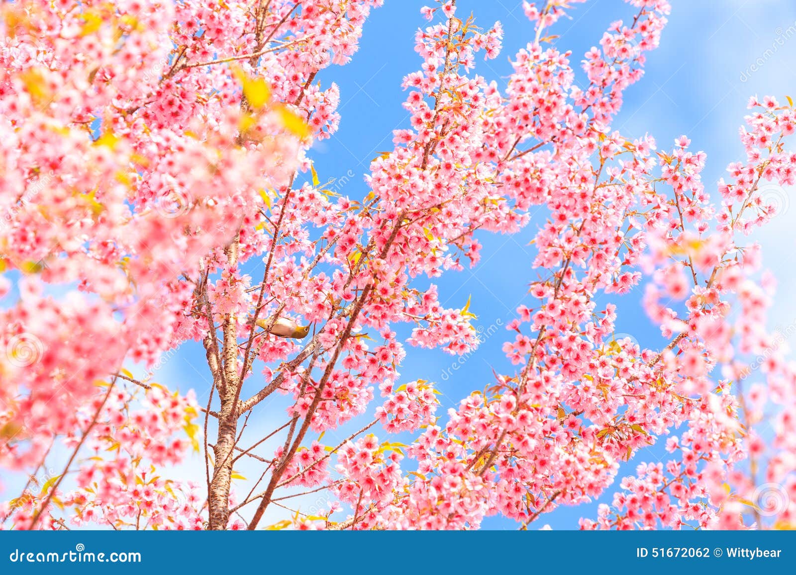 Bird on Cherry Blossom and Sakura Stock Photo - Image of gentle ...