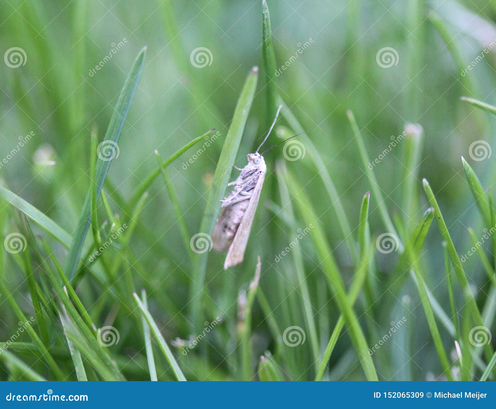 Bird Cherry Ermine Moth (Yponomeuta Evonymella) on Grass Stock Image ...