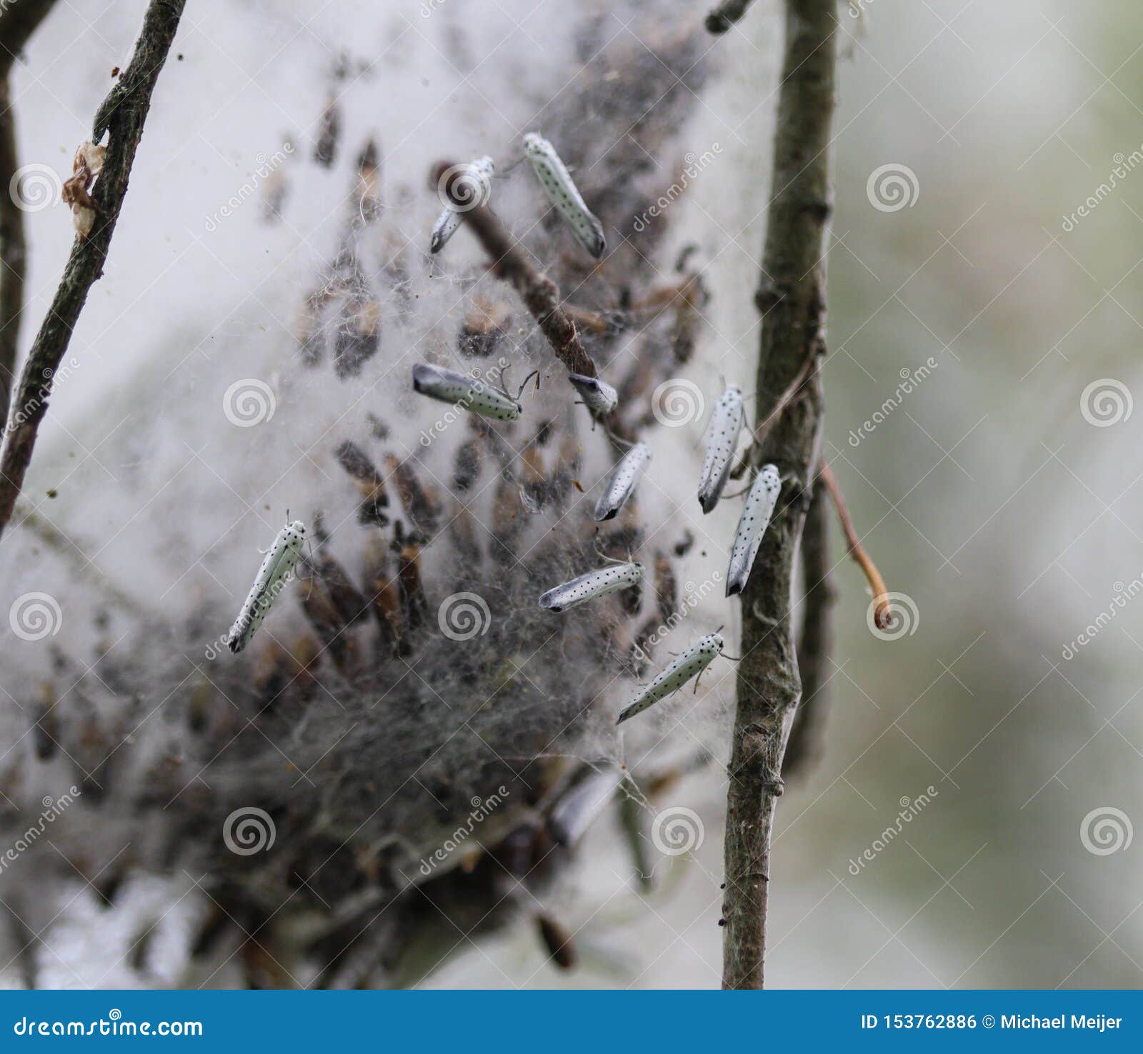 Bird Cherry Ermine (Yponomeuta Evonymella) Day Active Moth on Tree ...