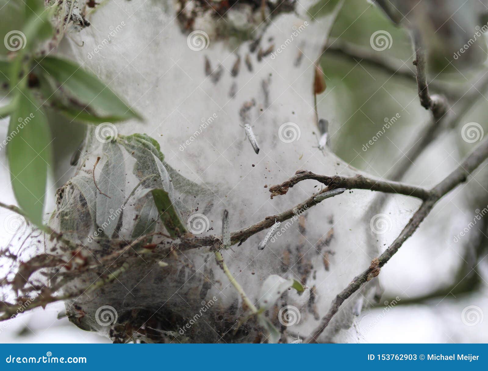 Bird Cherry Ermine (Yponomeuta Evonymella) Day Active Moth on Tree ...