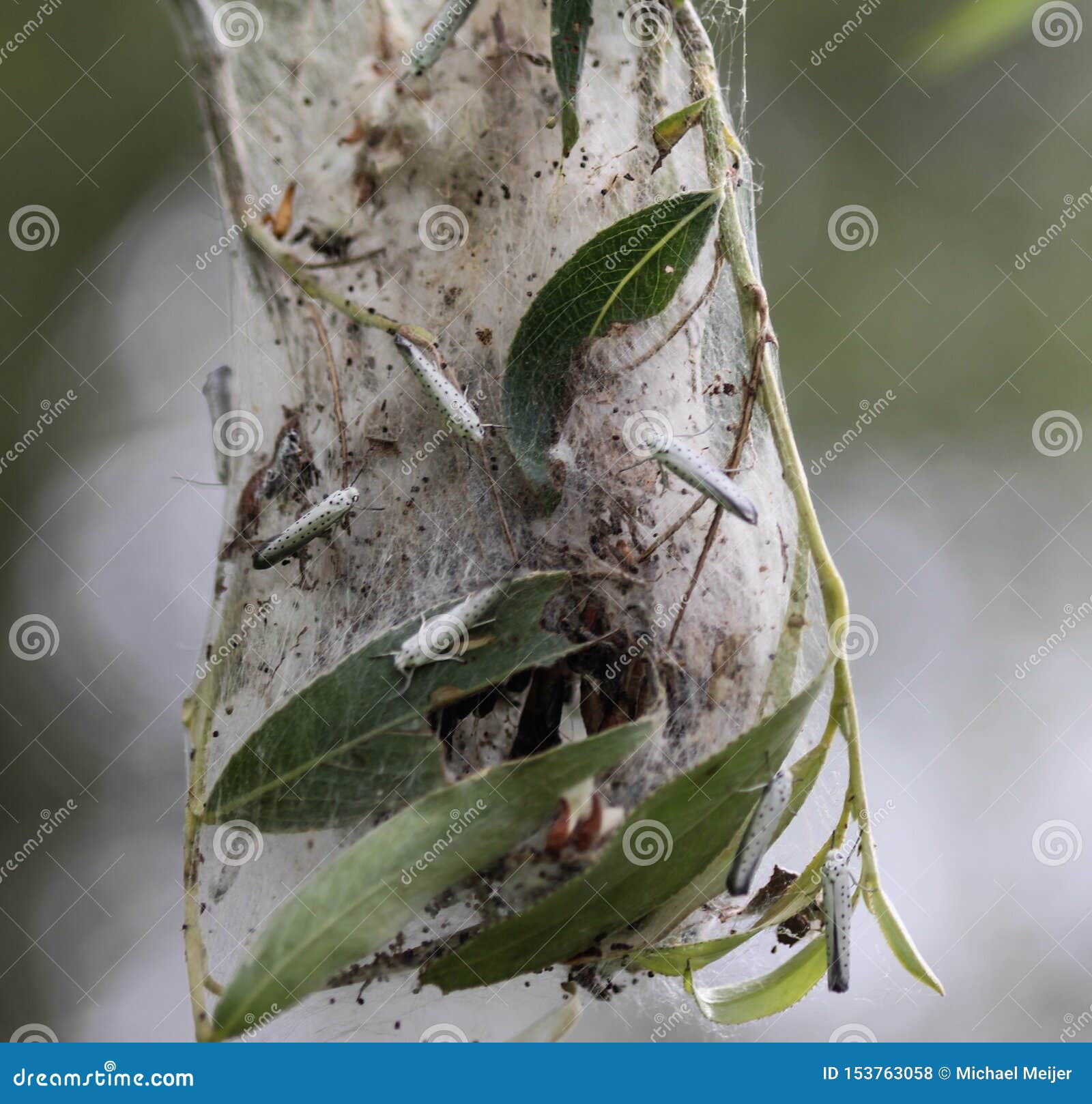 Bird Cherry Ermine (Yponomeuta Evonymella) Day Active Moth on Tree ...