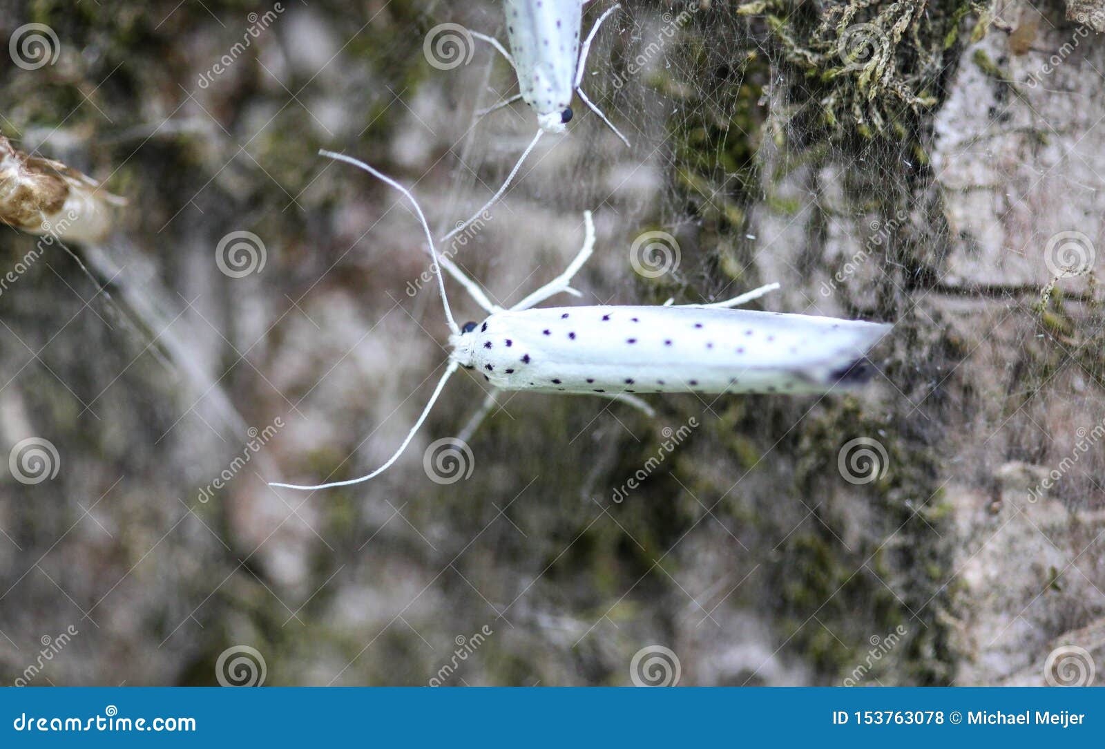 Bird Cherry Ermine (Yponomeuta Evonymella) Day Active Moth on Tree ...