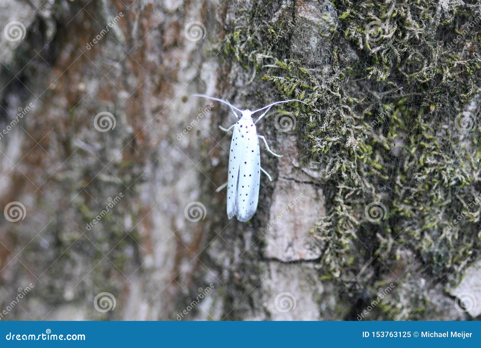 Bird Cherry Ermine (Yponomeuta Evonymella) Day Active Moth on Tree ...