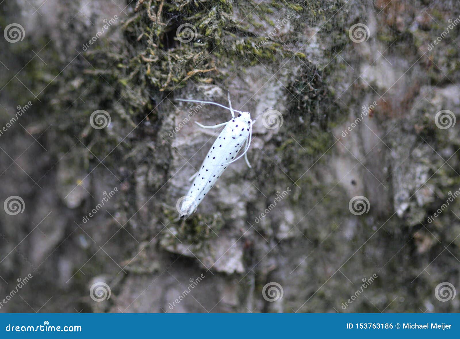 Bird Cherry Ermine (Yponomeuta Evonymella) Day Active Moth on Tree ...