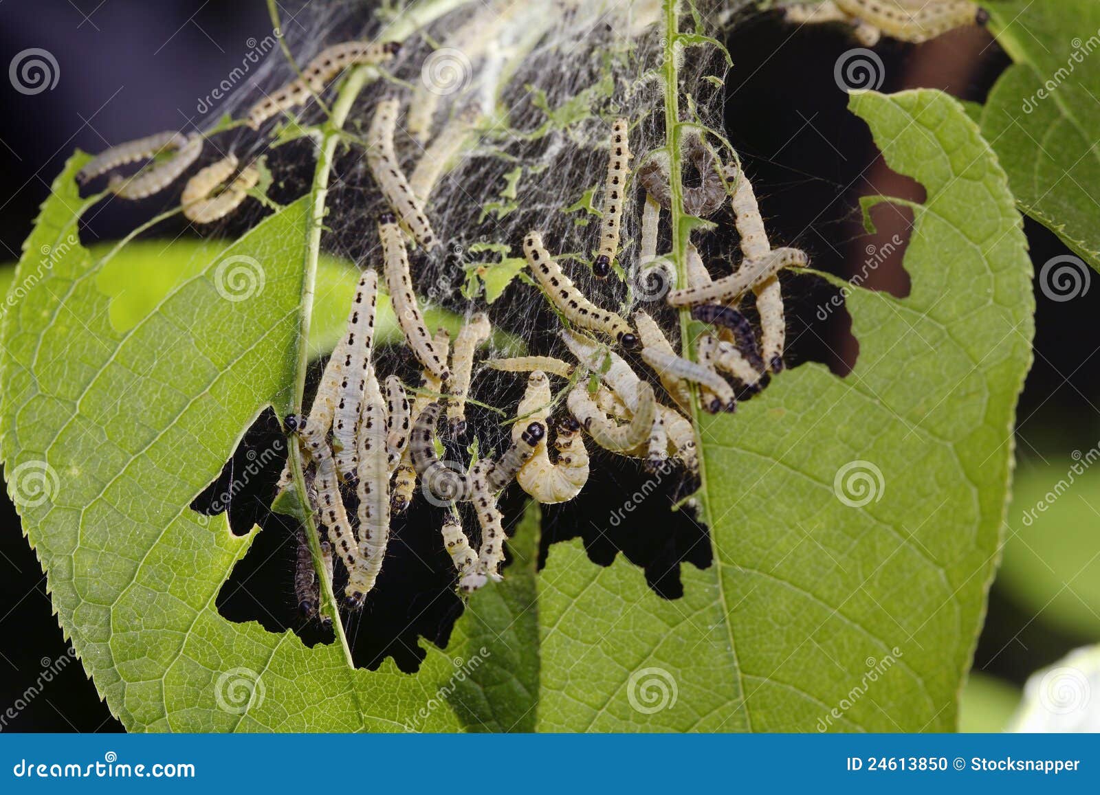 Bird-Cherry Moth Caterpillar Stock Photo - Image of eats, larvae: 24613850