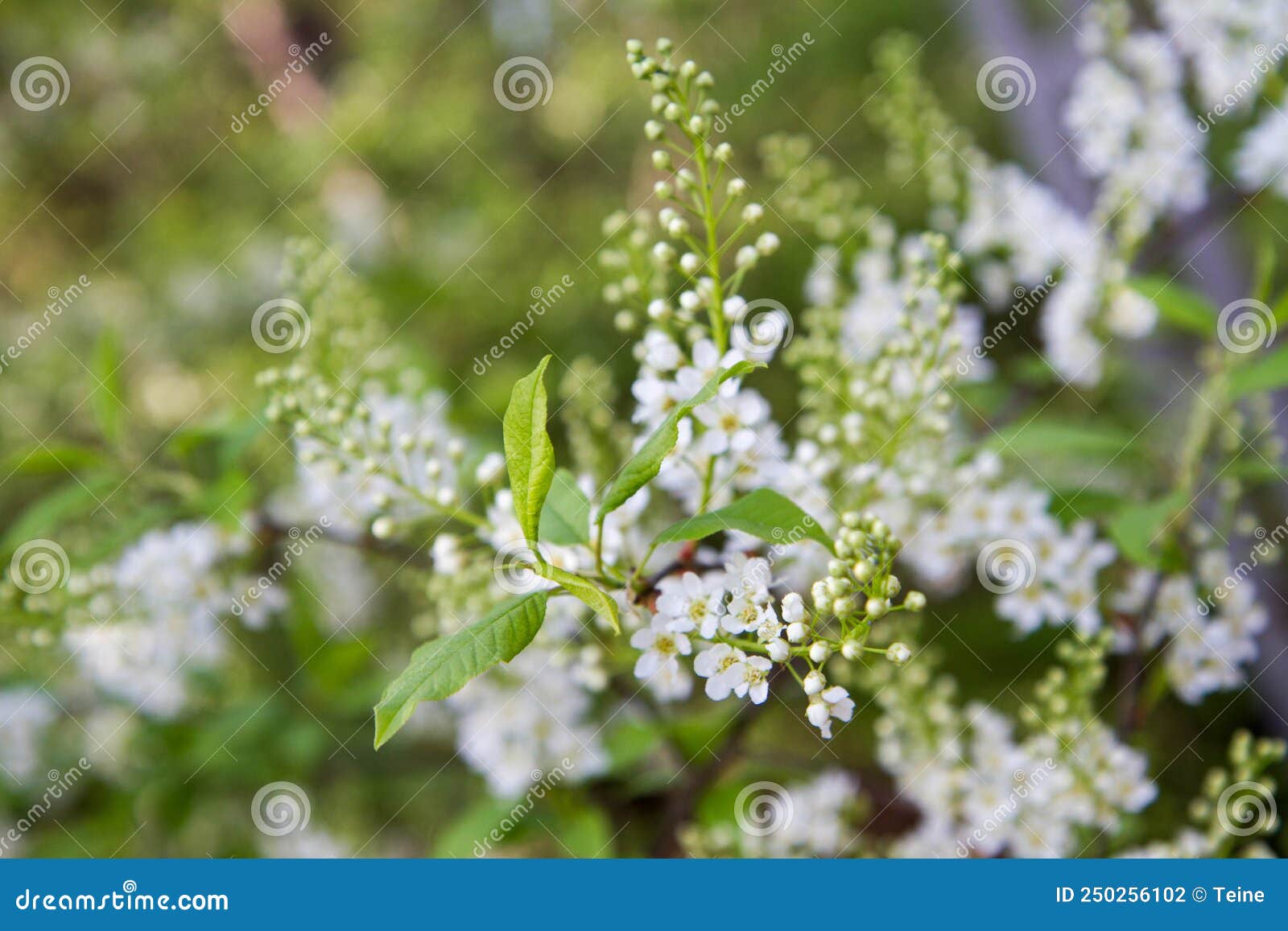 The Bird Cherry Prunus Padus Stock Photo - Image of gardening, cherry ...