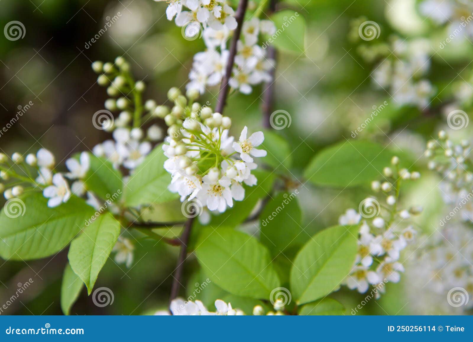 The Bird Cherry Prunus Padus Stock Photo - Image of bloom, mayday ...