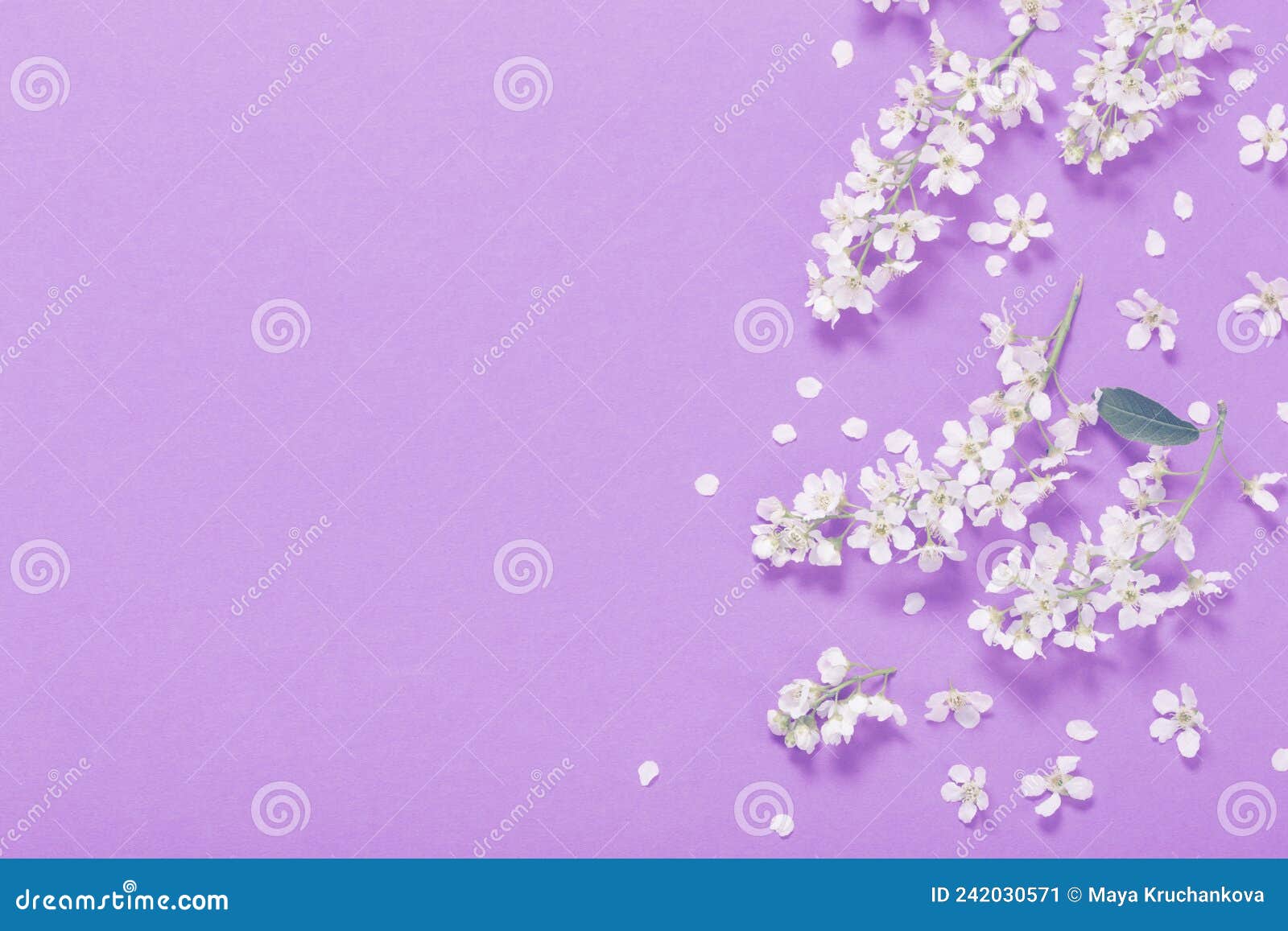 Bird Cherry on Purple Background Stock Image - Image of blooming ...