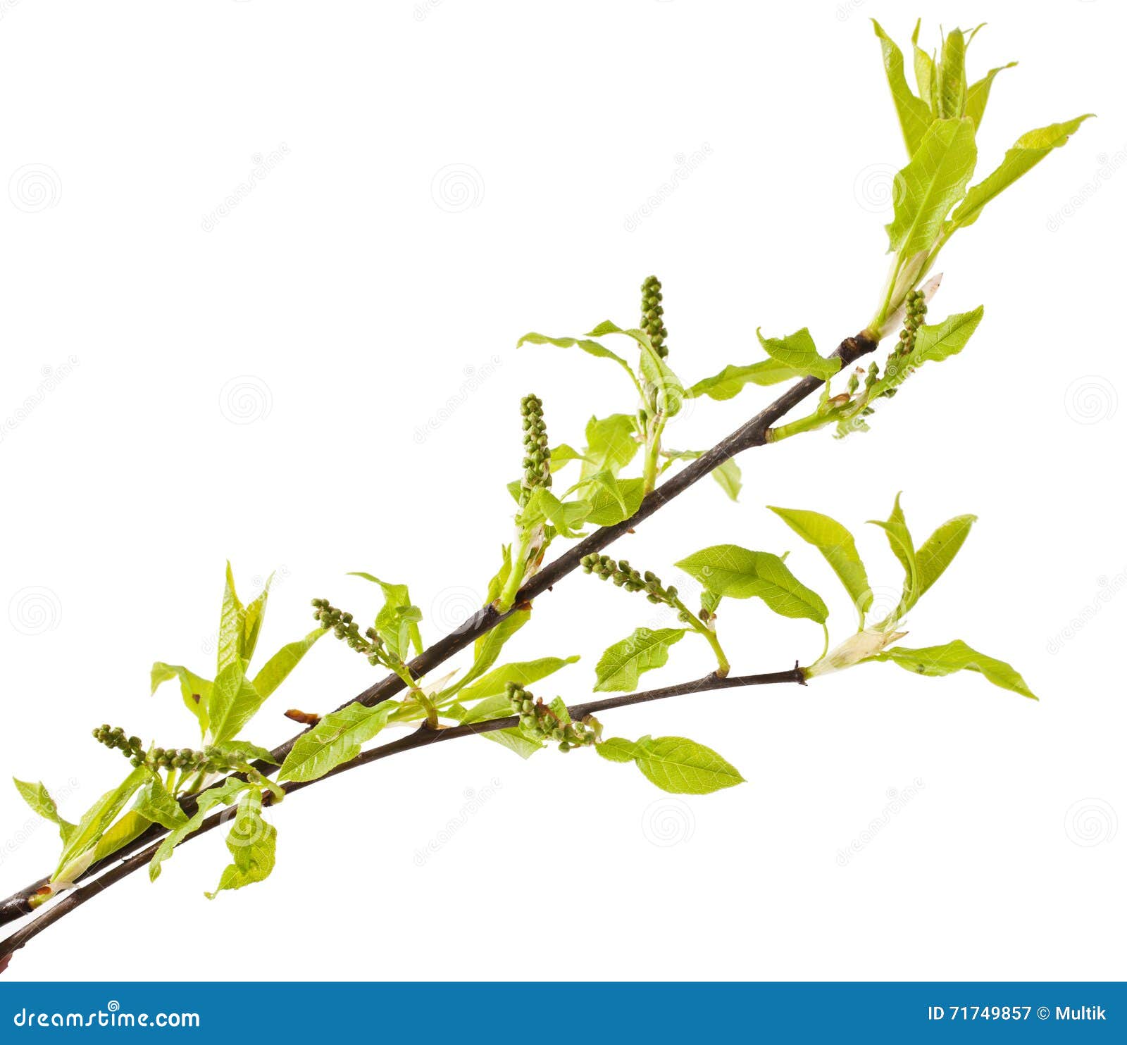 Bird cherry stem with buds stock image. Image of seasonal - 71749857