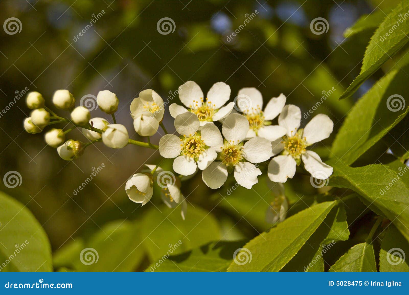 Bird cherry tree stock image. Image of leaf, wild, branch - 5028475