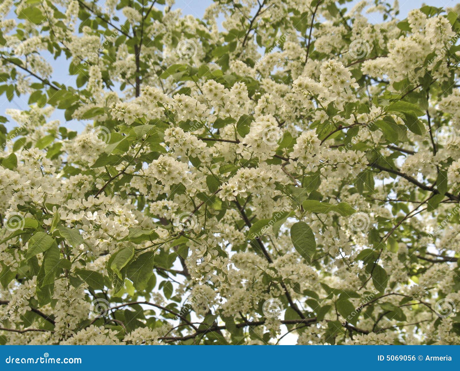 Bird cherry tree stock photo. Image of bush, smell, flower - 5069056