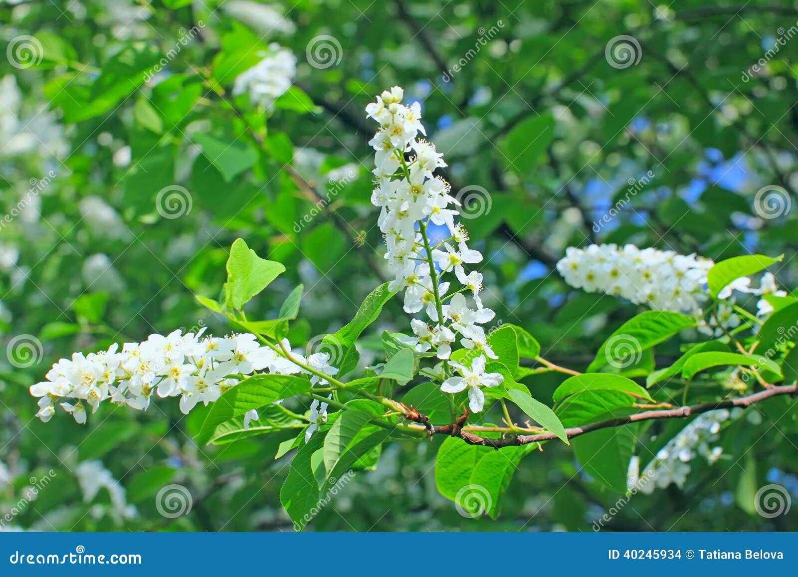 Bird Cherry Tree in Bloom at Spring Garden Stock Photo - Image of life ...