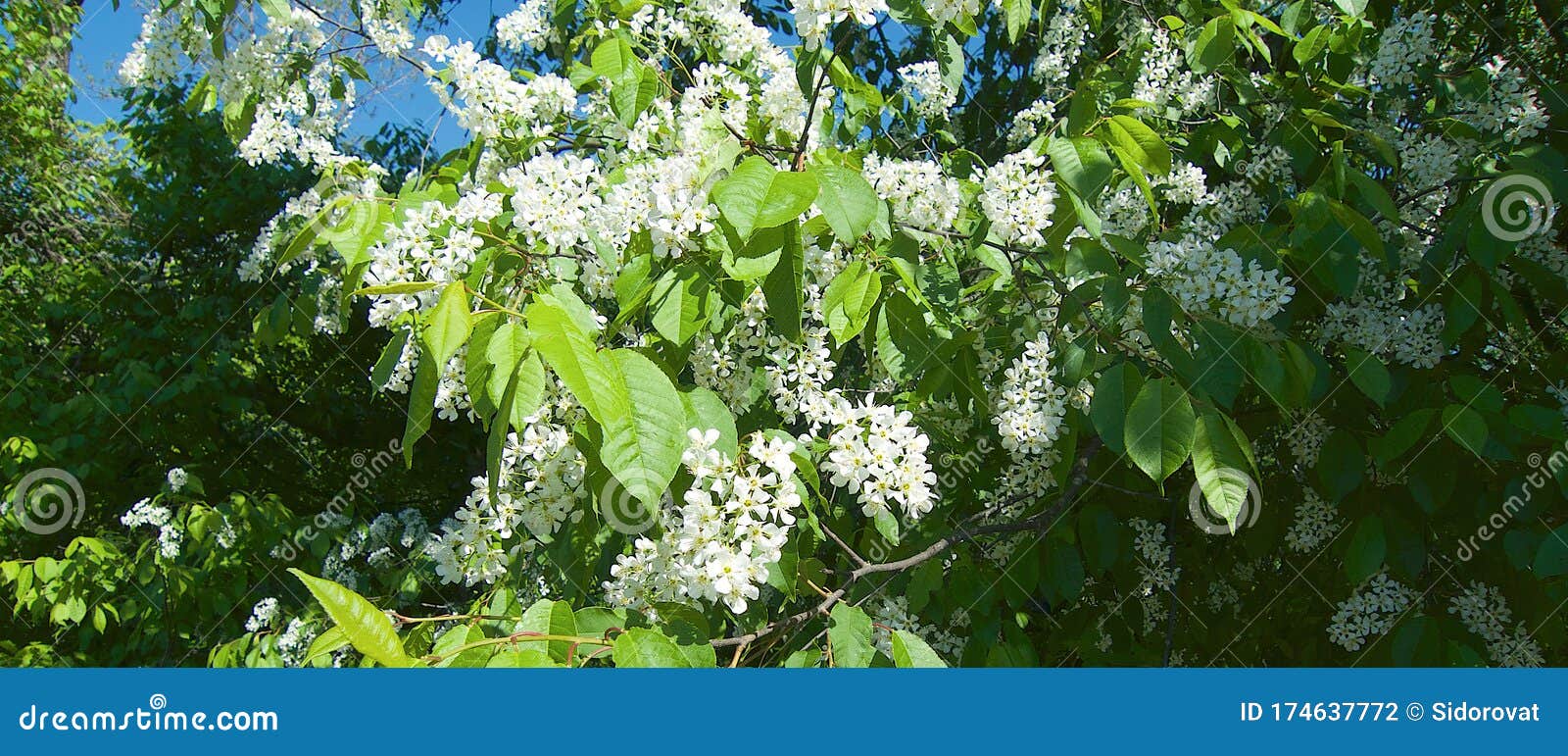 A flowering hackberry tree stock photo. Image of cherry - 174637772
