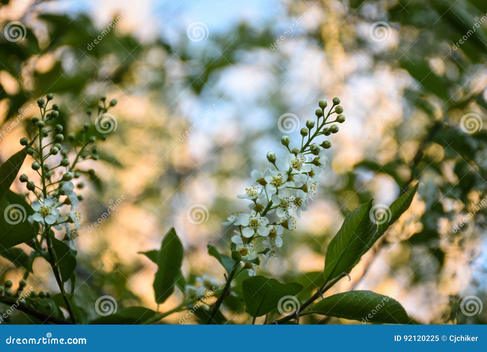 Bird Cherry Tree Blossoms Prunus Padus Stock Image - Image of leaf ...