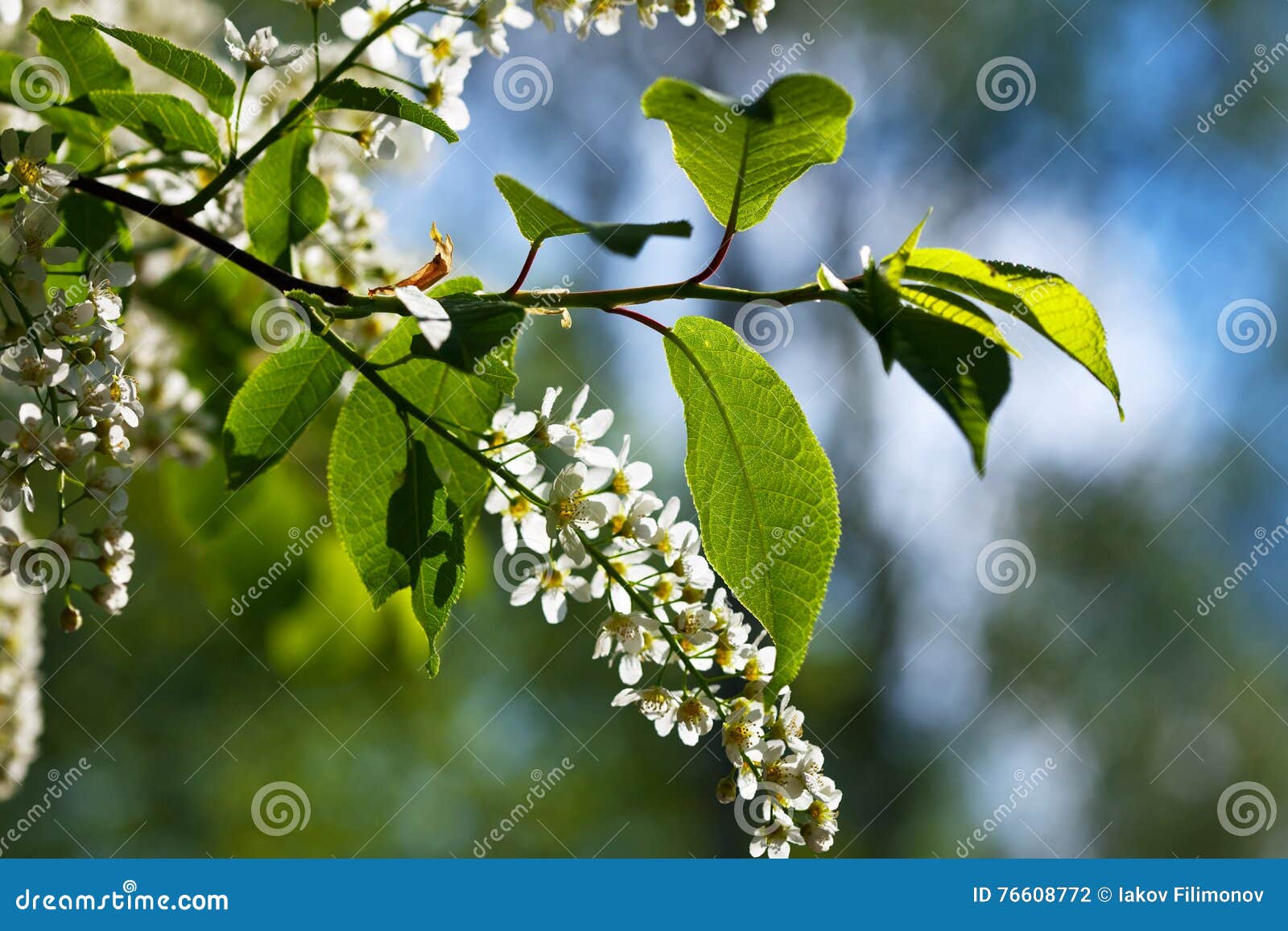 Bird Cherry Tree in Full Bloom Stock Photo - Image of plant, hackberry ...