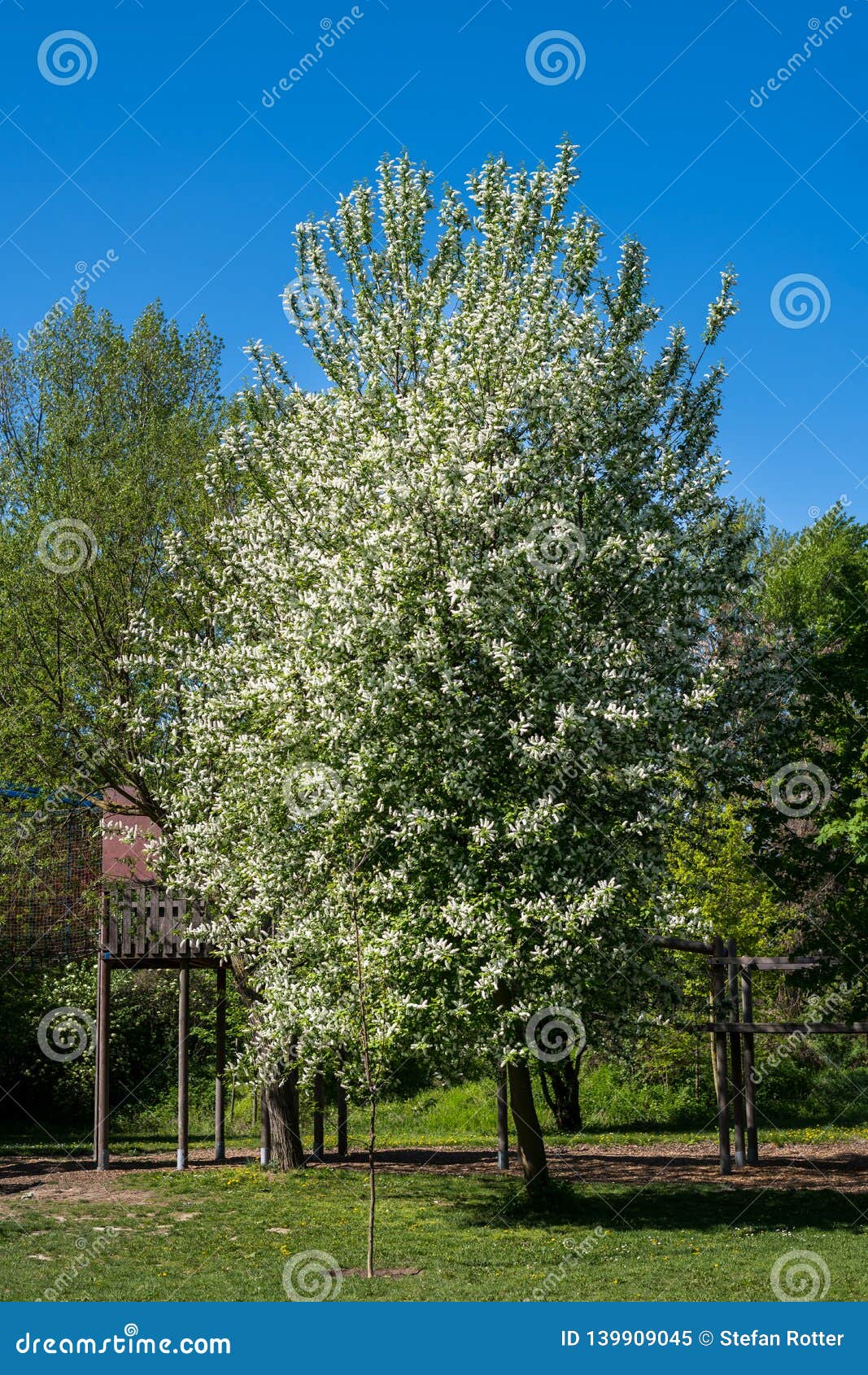 A Bird Cherry Tree in a Garden Stock Image - Image of bright, closeup ...