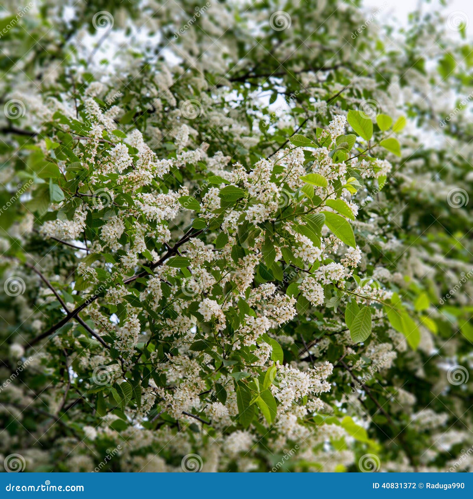 Bird cherry tree stock photo. Image of holiday, herbs - 40831372