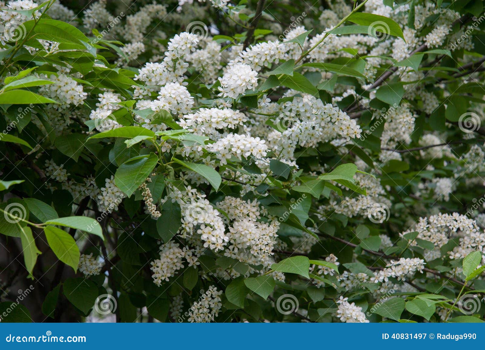 Bird cherry tree stock image. Image of leaves, branches - 40831497
