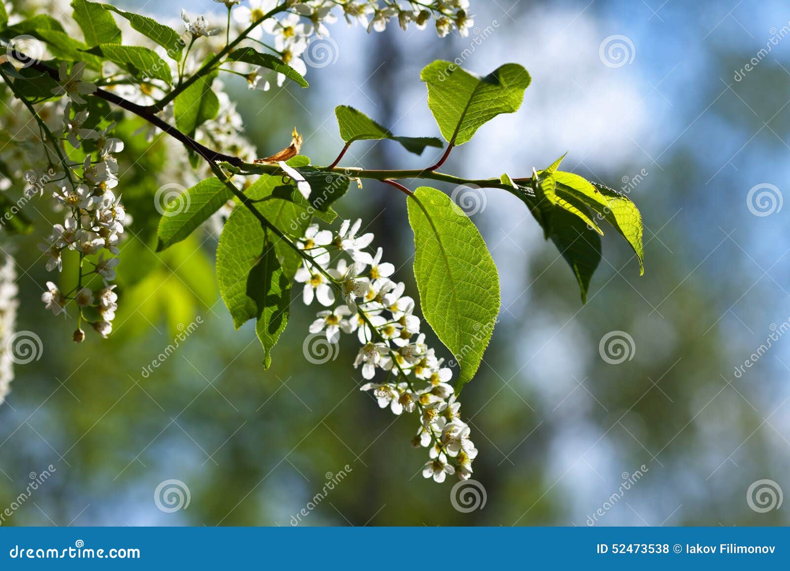 Bird Cherry Tree at Spring Garden Stock Photo - Image of horizontally ...