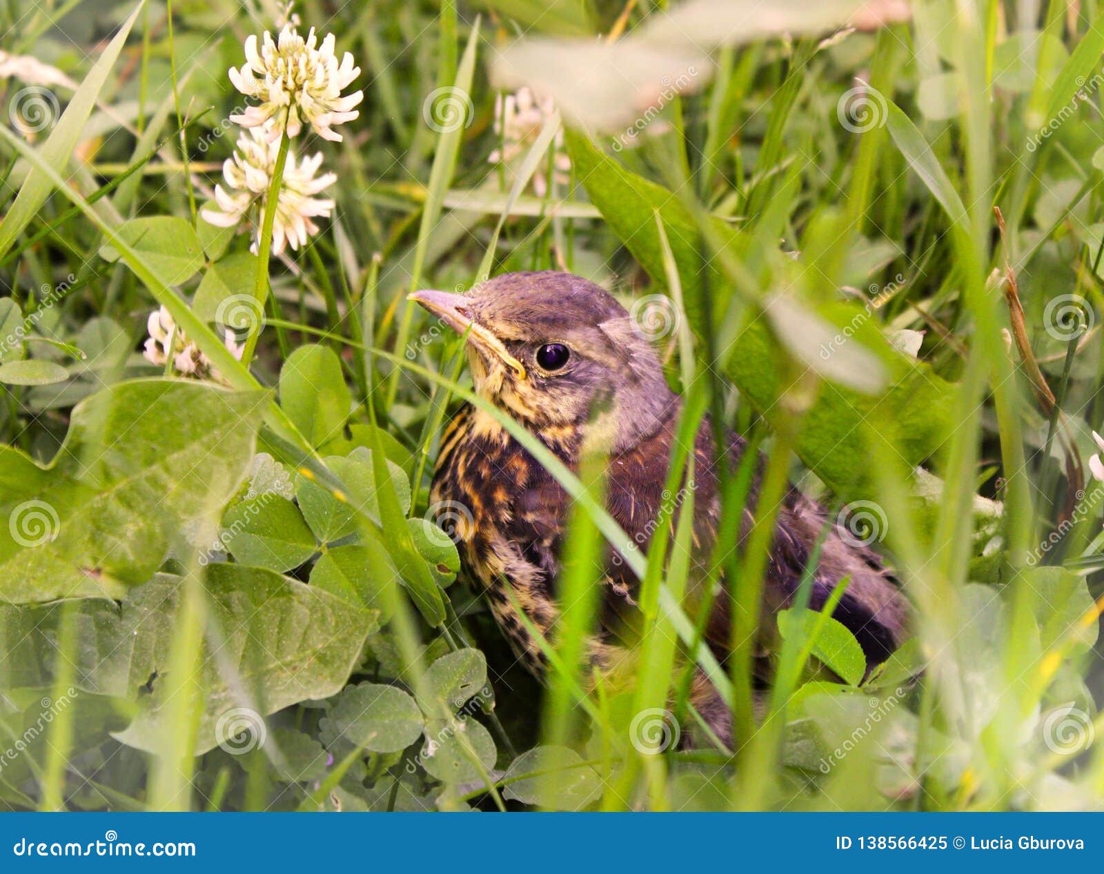 Bird chick in the grass stock image. Image of cute, babybird - 138566425