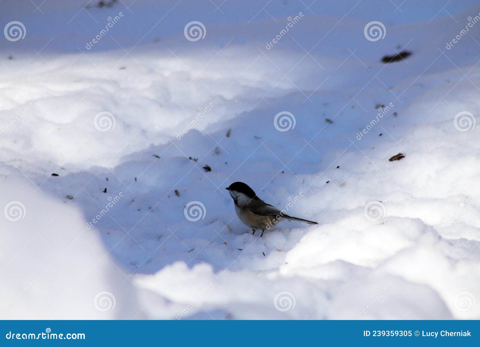 Chickadee Bird stock image. Image of wildlife, snow - 239359305